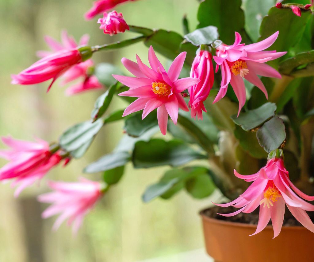 How to grow Easter cactus: 5 expert tips for success | Homes and Gardens
