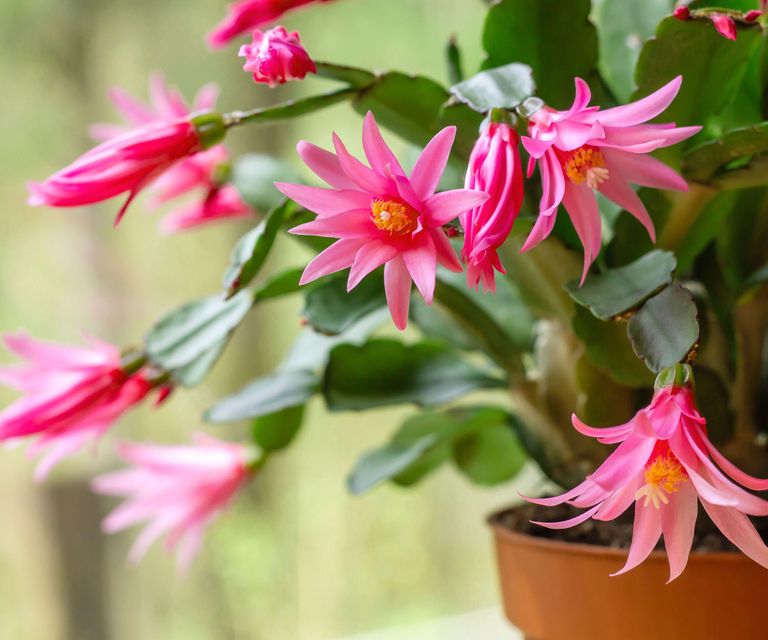How to grow Easter cactus: 5 expert tips for success | Homes and Gardens