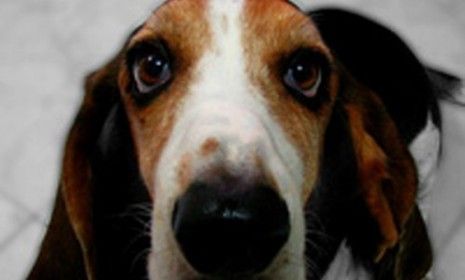 How green is your pet? | The Week