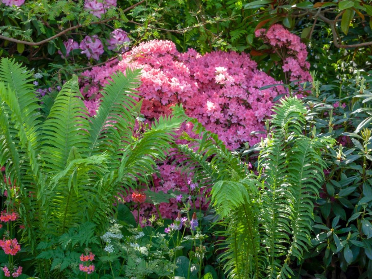 Gardening In The Shade - Choosing Border Plants For Shade | Gardening ...