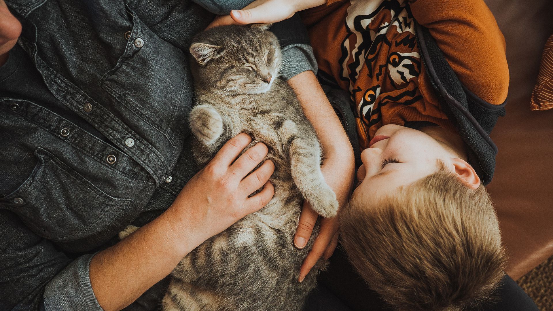 32 of the best cat breeds for families with children | PetsRadar