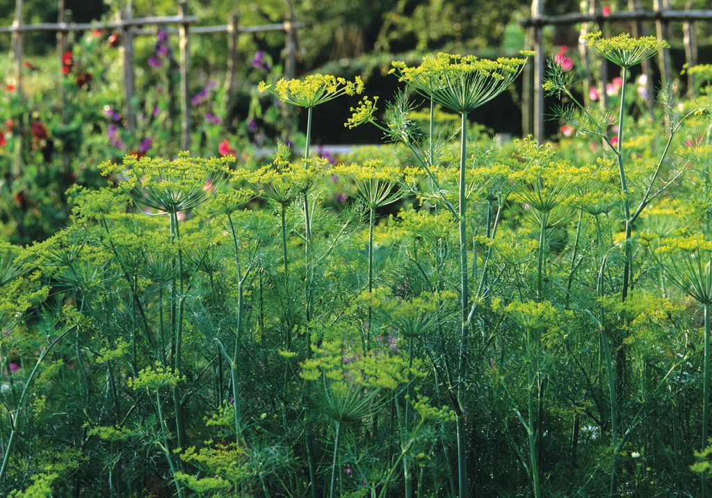 How to grow dill: expert tips for cultivating this tasty herb ...