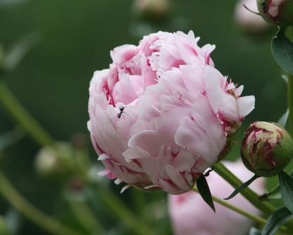Peonies care - everything you need to know | Livingetc