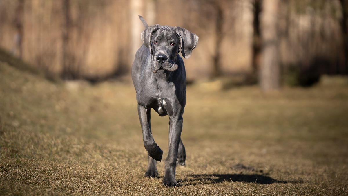 32 best dog breeds for warm climates | PetsRadar