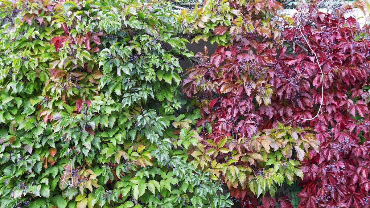 How to grow Virginia creeper: a shade-tolerant vigorous vine | Homes ...
