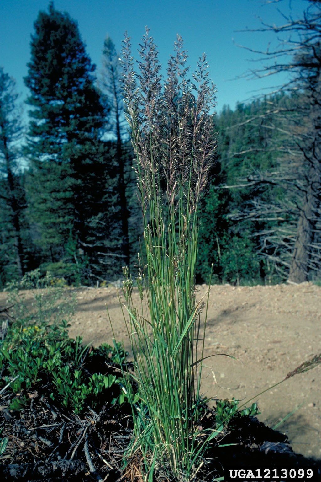 Greenleaf Fescue Ornamental Grass - Learn About Growing Green Fescue ...