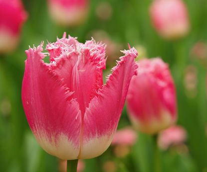 Best fringed tulip varieties: 7 picks to plant in fall | Homes and Gardens