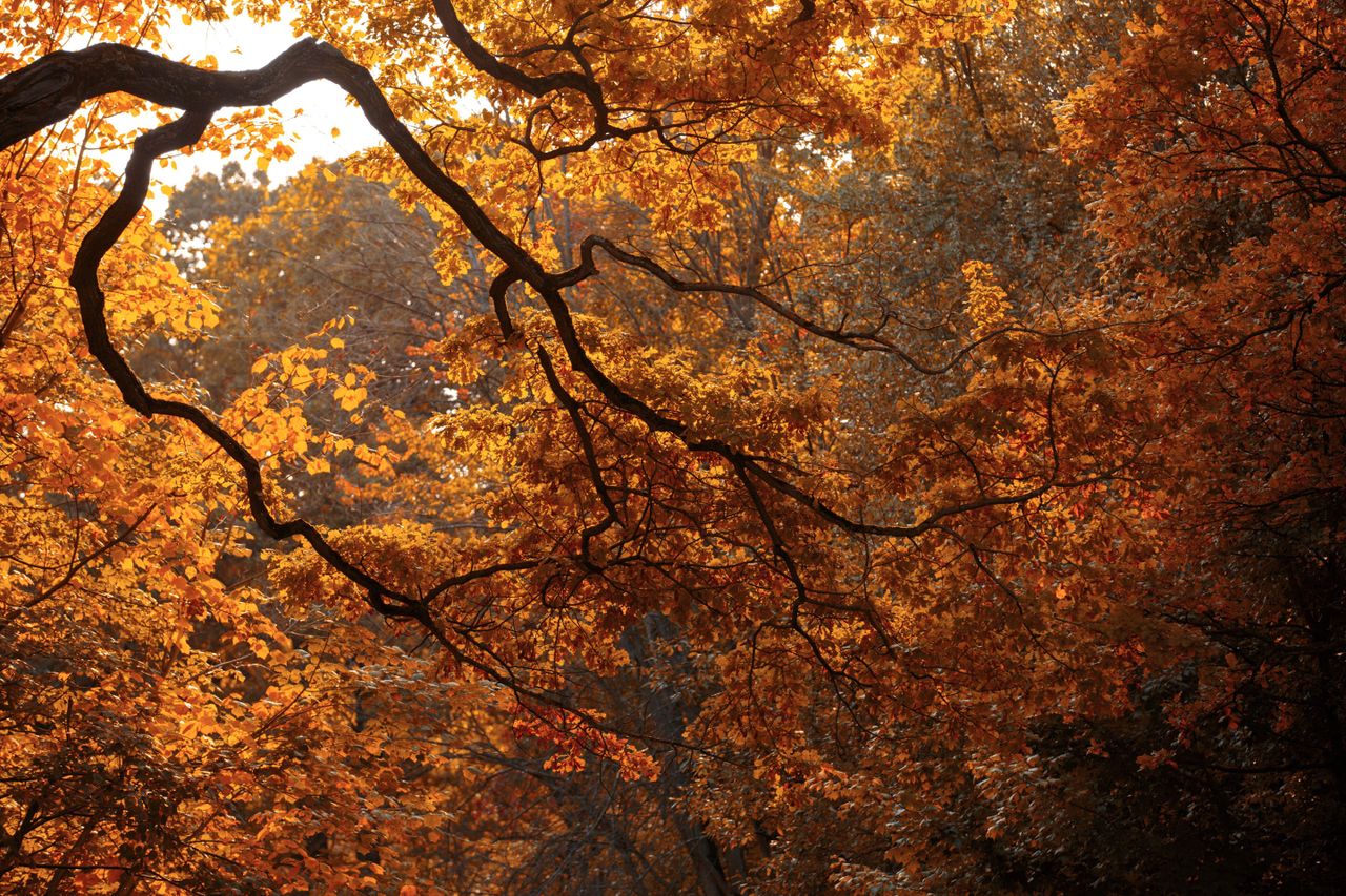 'A phenomenon that has shaped Britain’s landscapes and wildlife for ...