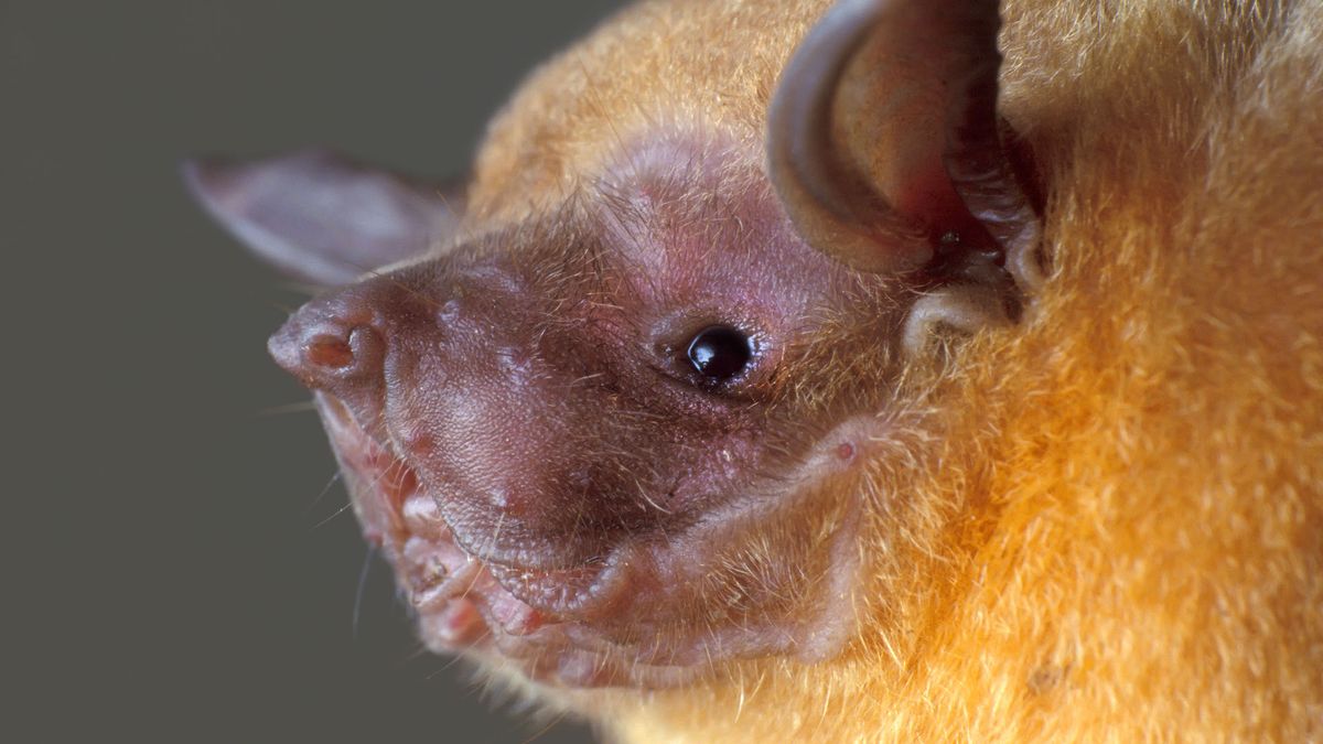 32 of the loudest animals on Earth | Live Science