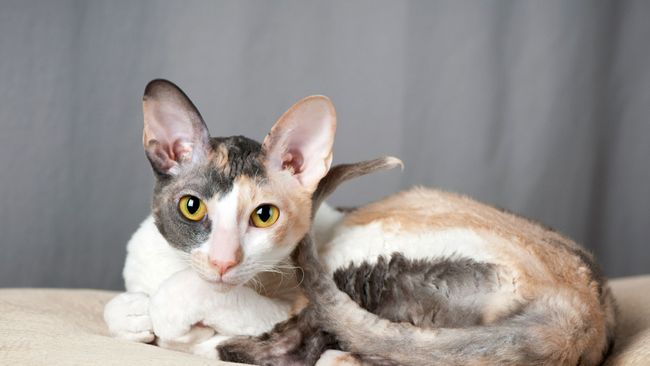 32 interesting facts about Cornish Rex cats | PetsRadar
