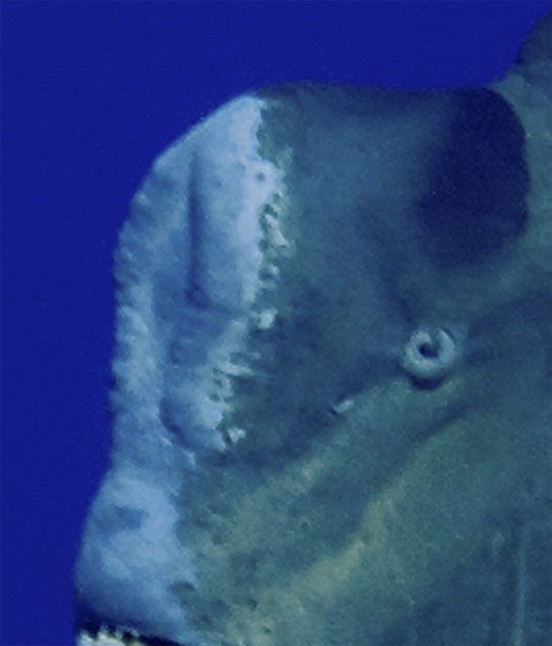 In Photos: Bizarre-Looking Reef Fish | Bumphead Parrotfish | Live Science