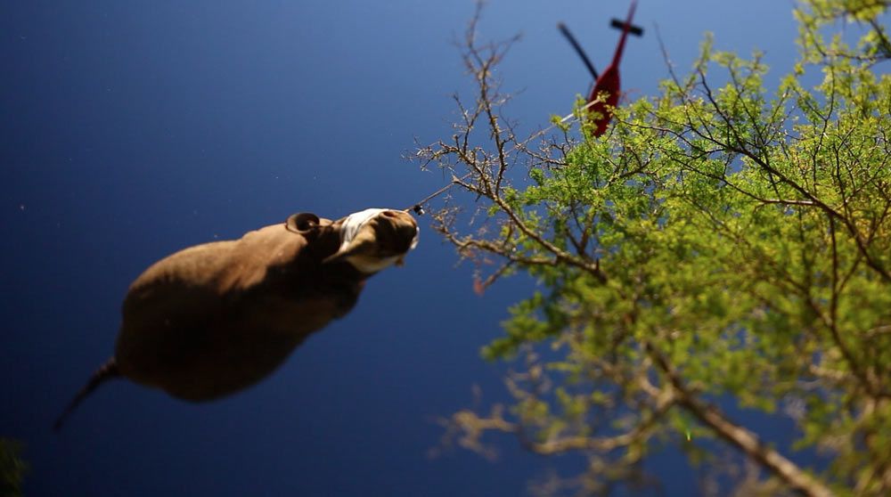 Up and Away! Photos of Rhinos in Flight | Live Science