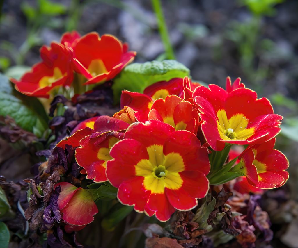 Primroses care and growing guide: Expert tips | Homes and Gardens