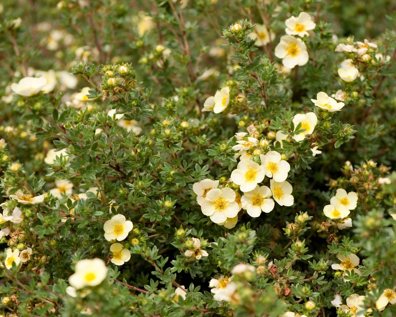 Potentilla varieties: 15 pretty types to take your pick from | Gardeningetc