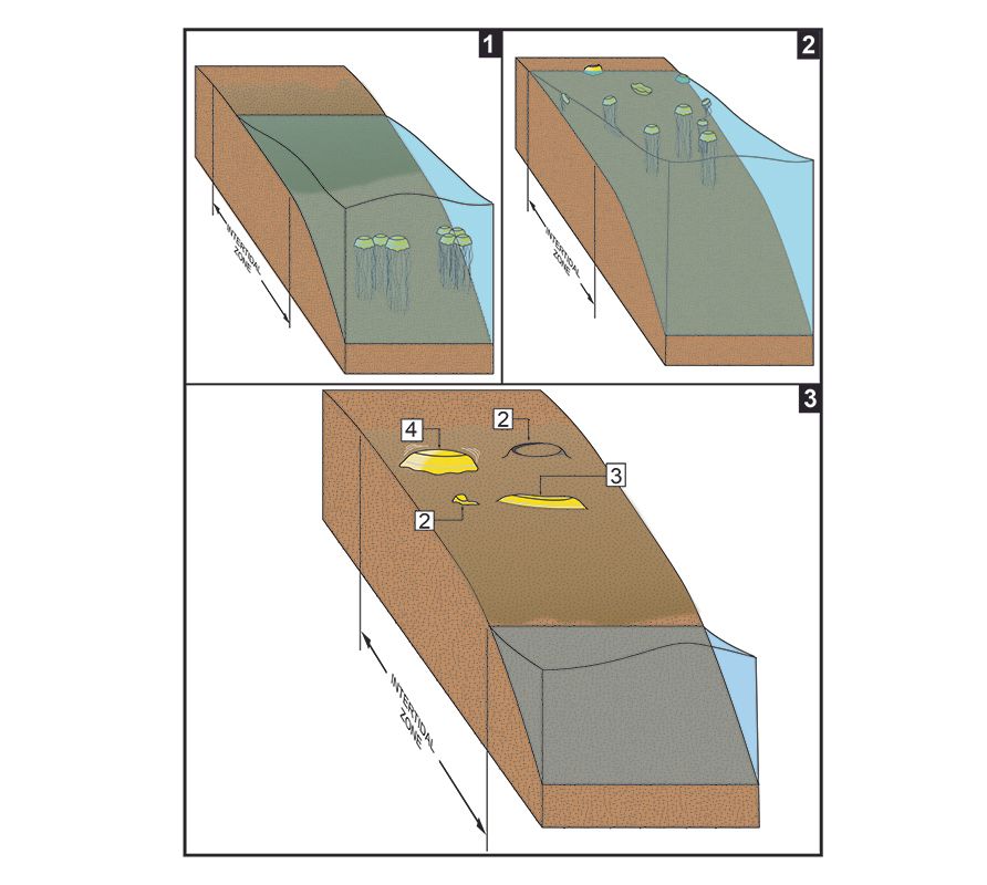 Desert Fossils Reveal 540-Million-Year-Old Jellyfish 'Graveyard' | Live ...