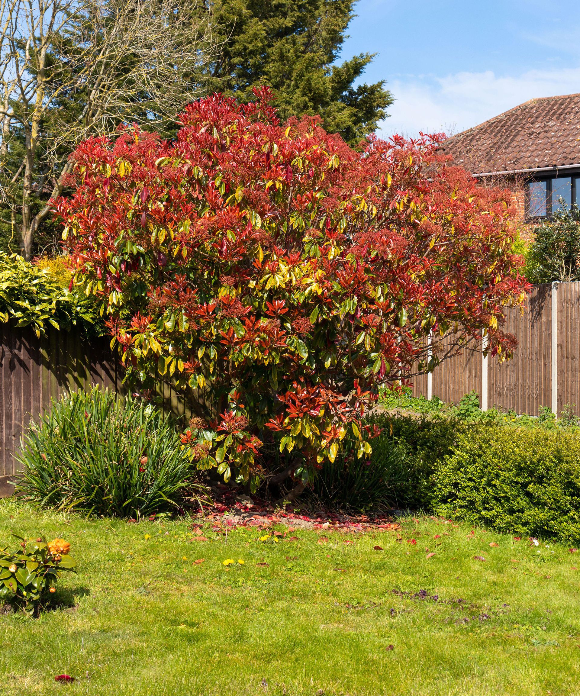 Best trees for privacy: 10 ways to screen a plot from view | Gardeningetc