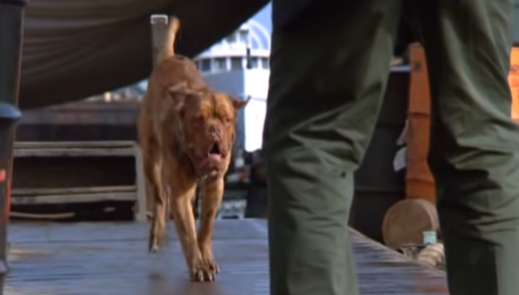 30+ Movie Animals That We All Love More Than The Rest Of The Cast ...