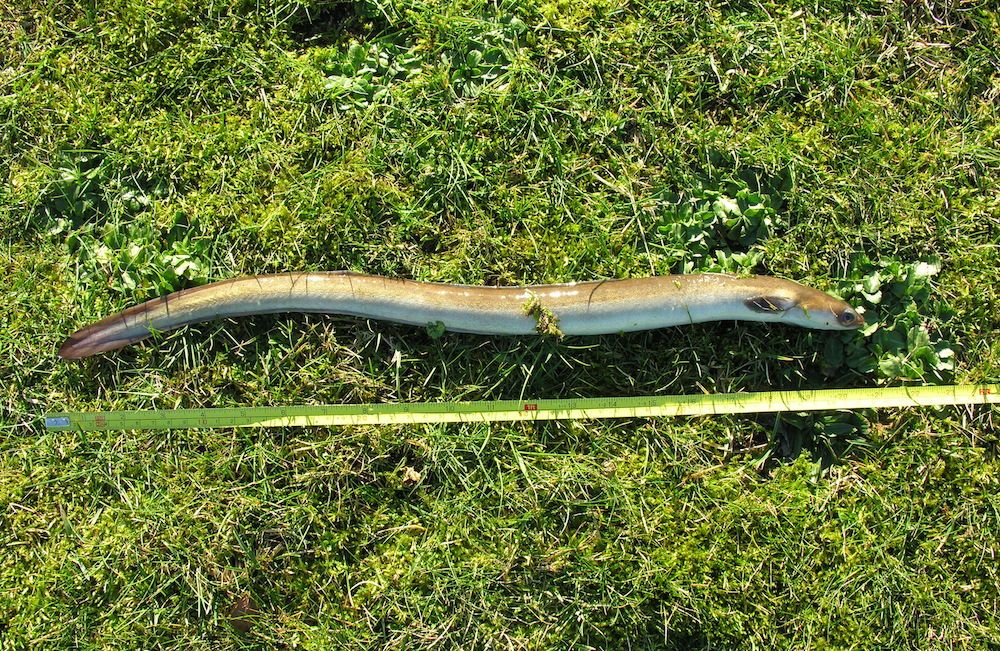 Something's Fishy: Did 'Oldest Eel' Really Live 155 Years? | Live Science