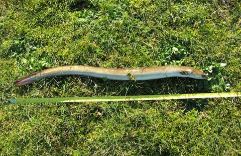 Something's Fishy: Did 'Oldest Eel' Really Live 155 Years? | Live Science