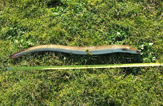 Something's Fishy: Did 'Oldest Eel' Really Live 155 Years? | Live Science