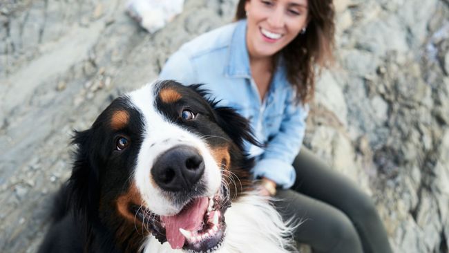 Can dogs laugh? How to know if your dog is having fun | PetsRadar