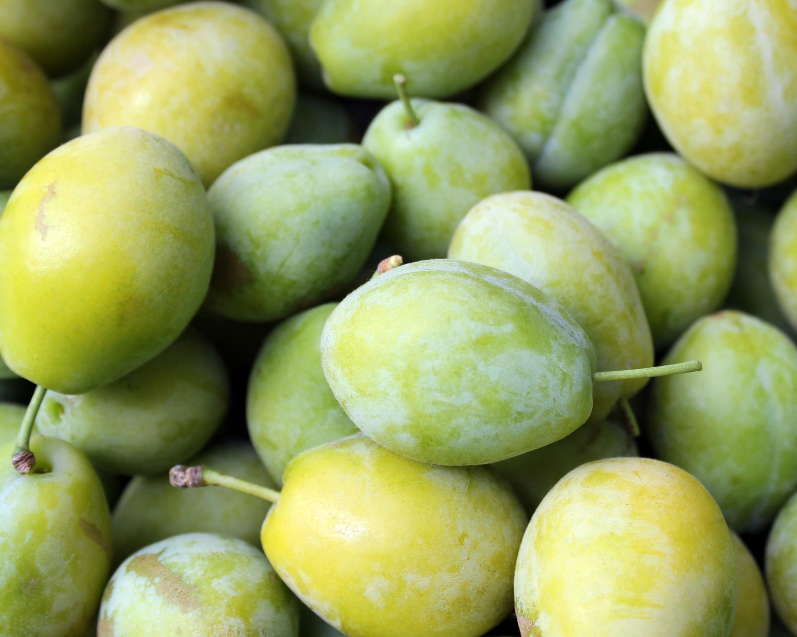 Greengages, plums and damsons – what's the difference? | Gardeningetc
