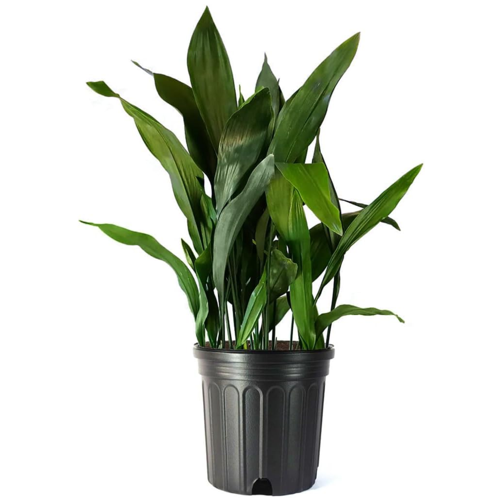 How to Care for a Cast Iron Plant — Advice From a Plant Expert | Livingetc