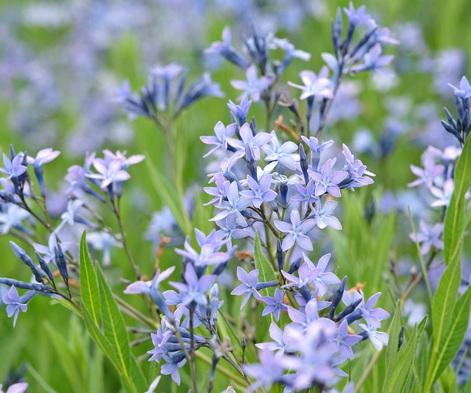 Underrated plants: 9 unsung garden stars we all should grow | Homes and ...