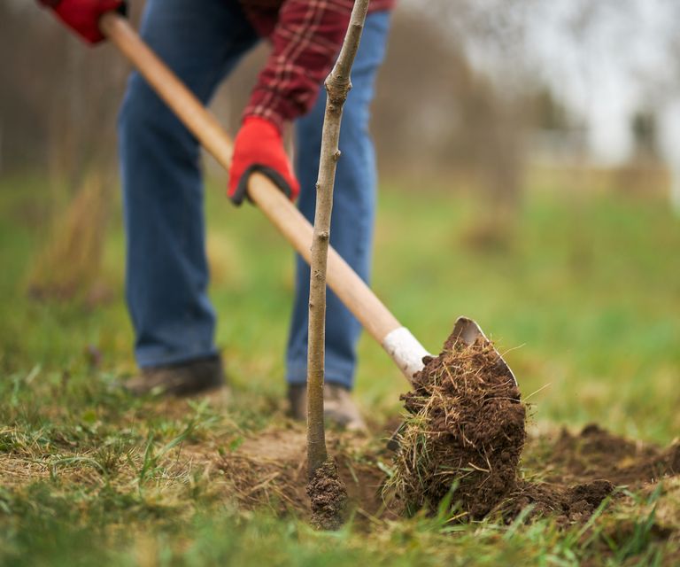 When to plant trees - get the timing right for healthy trees | Homes ...