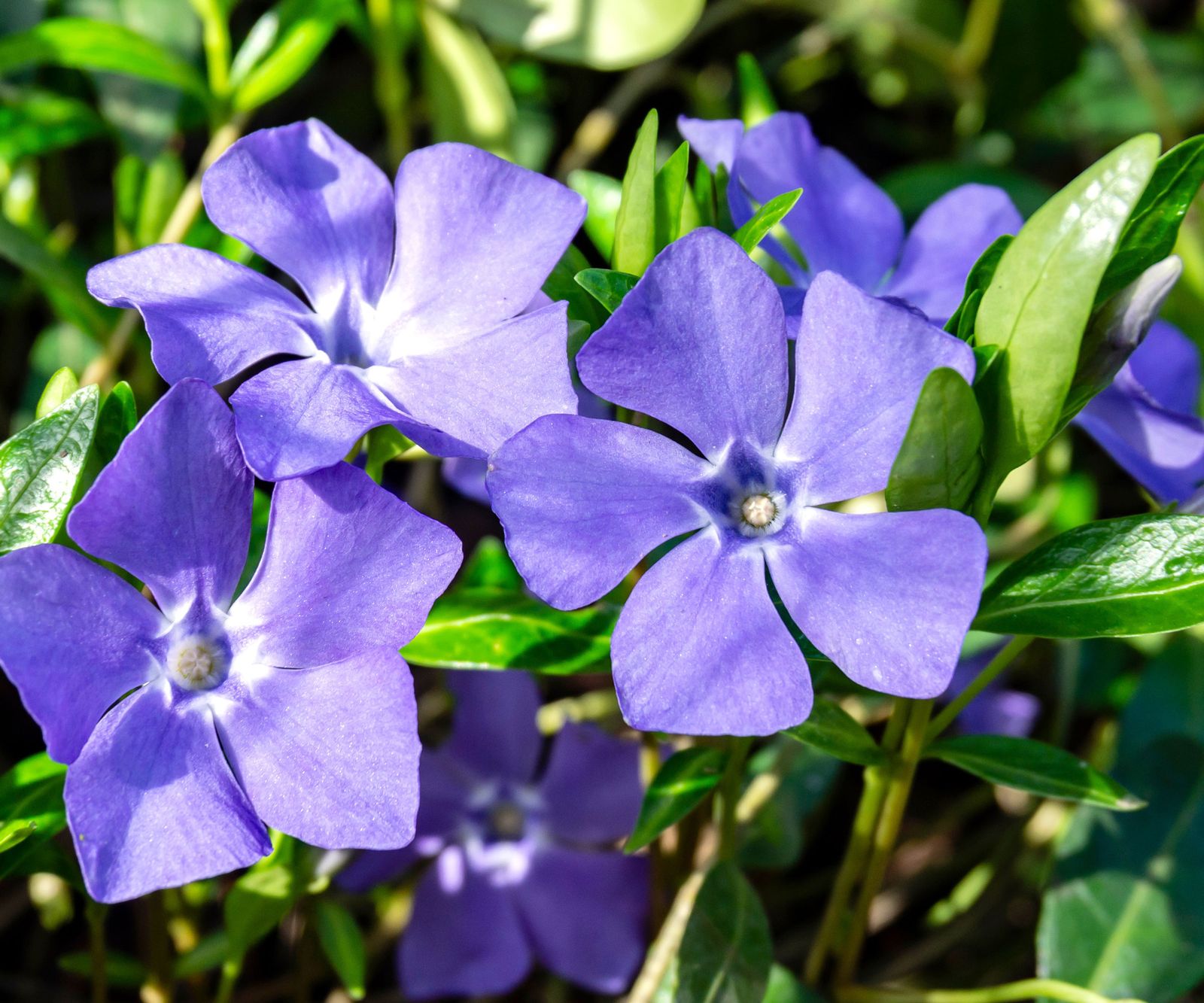 5 Invasive Ground Covers To Avoid & What To Grow Instead | Gardening ...