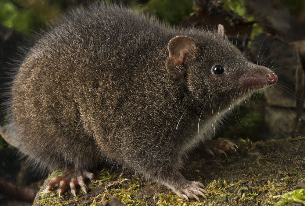 Antechinus Photos: New Marsupials Die for Sex | Live Science