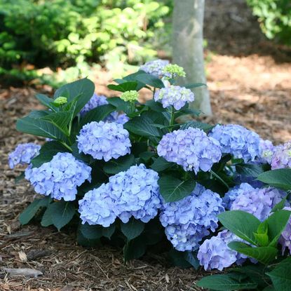 How to grow blue flowers: the best 7 shrubs and perennials | Homes and ...