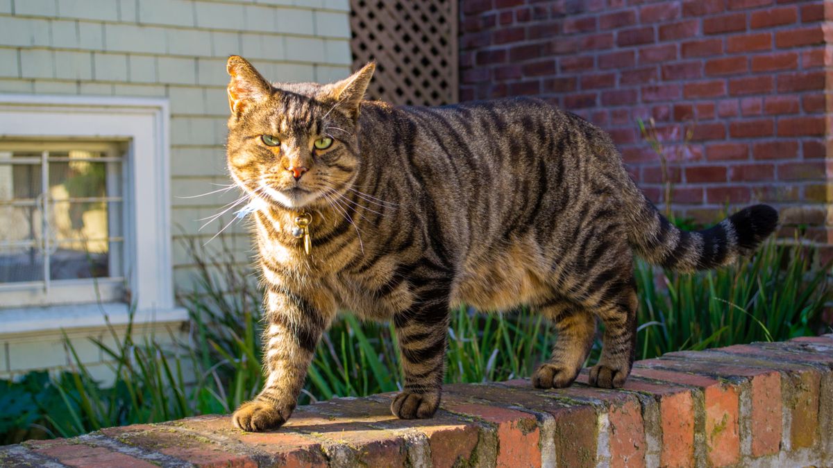 Hybrid cat breeds – and a few unusual breed mixes | PetsRadar