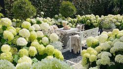 Watering hydrangeas: how and when to hydrate these shrubs | Homes and ...