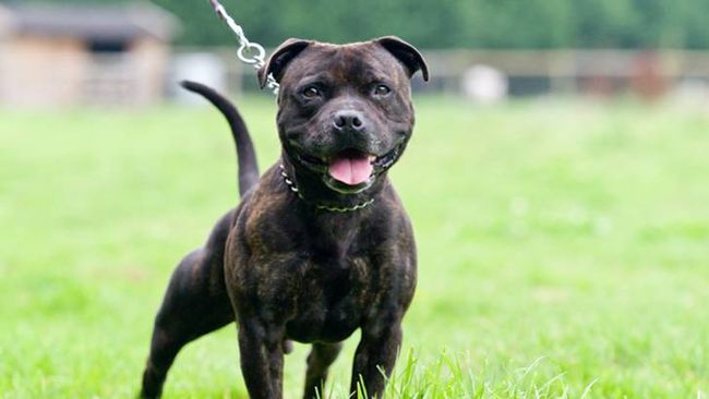 Brindle dog breeds with distinctive tiger-striped markings | PetsRadar
