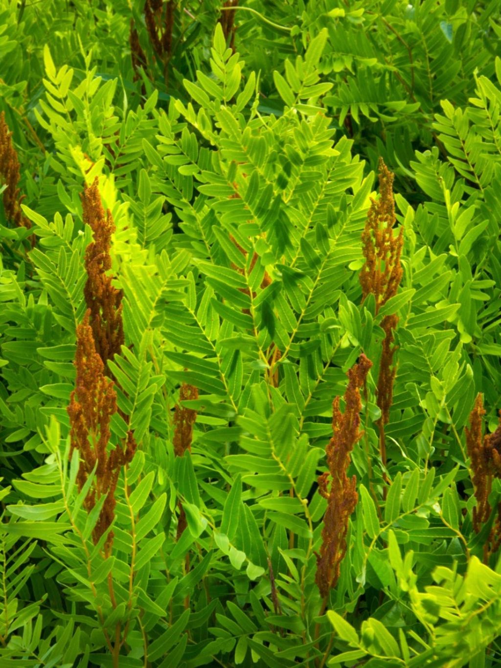 Growing A Royal Fern Plant: Care Of Royal Ferns In The Garden ...