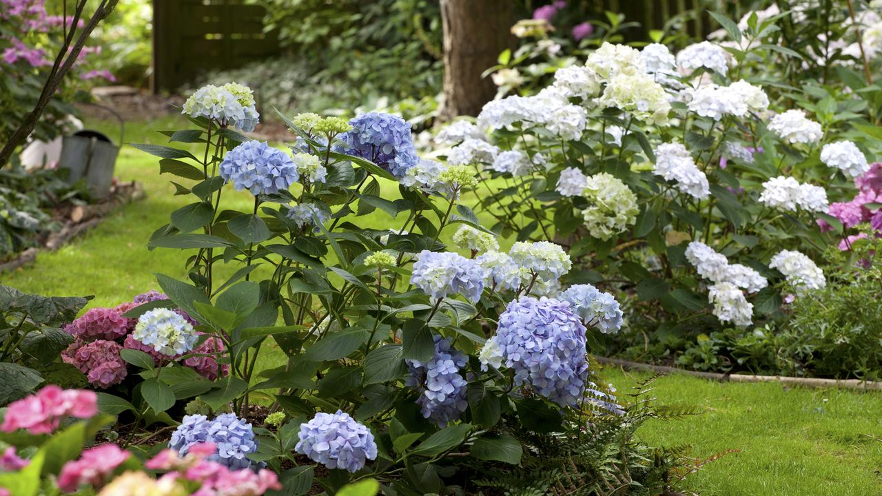 How to winterize hydrangeas – to protect them from the cold | Homes ...