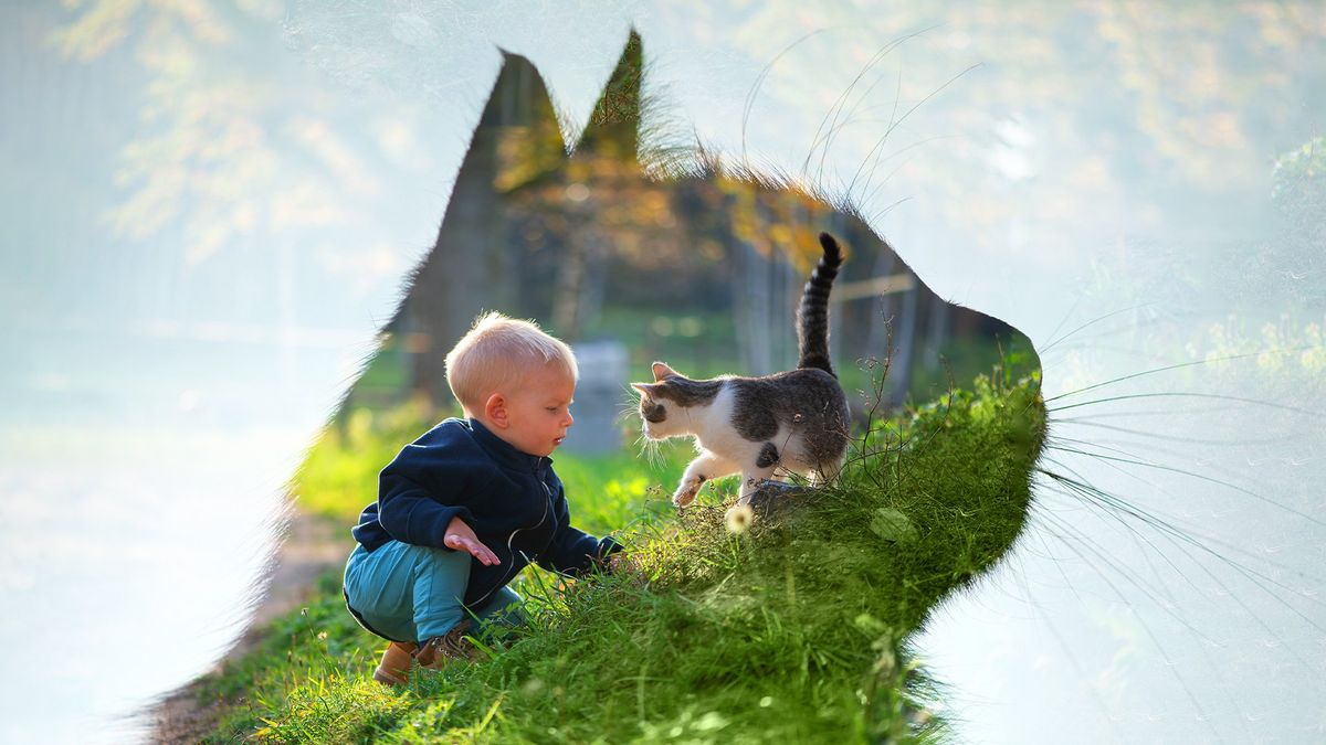 Adobe Photoshop Elements 2022 & Premiere Elements 2022 get even more ...