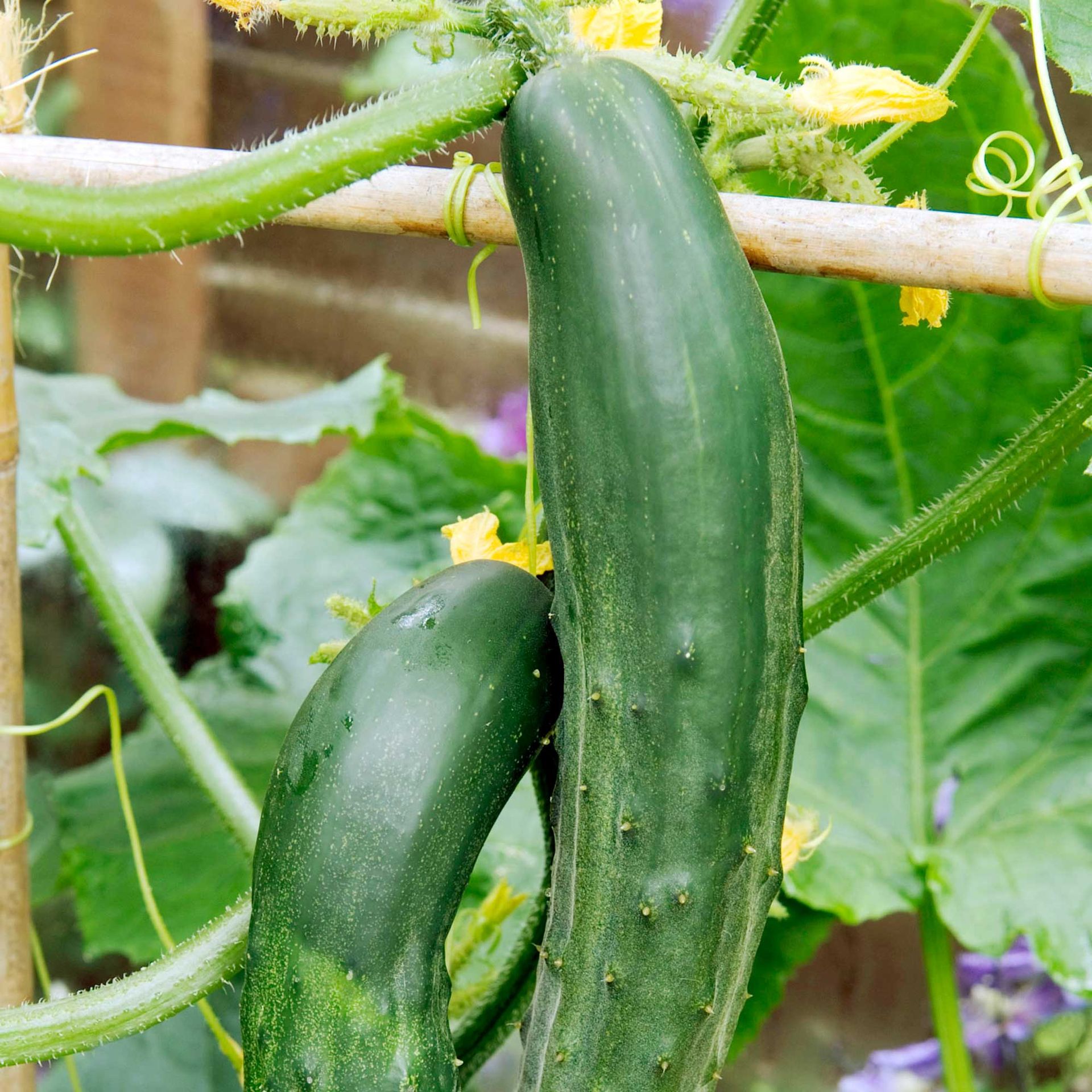 How to grow cucumbers – a simple step-by-step guide | Ideal Home