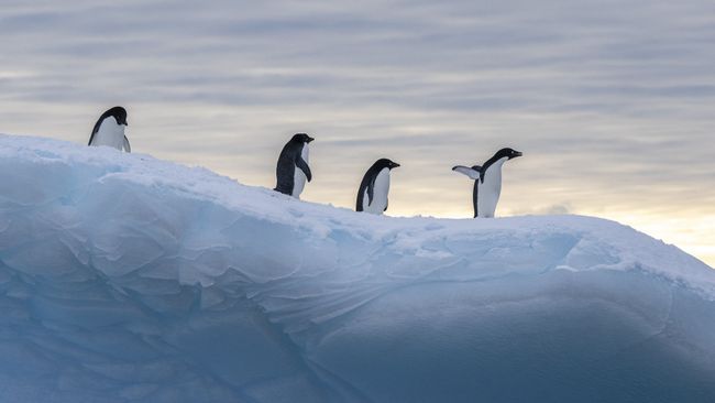 Antarctica: News, features and articles | Live Science