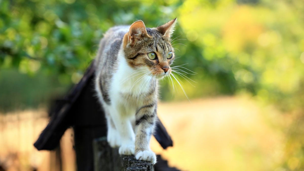 How far do cats roam? Behaviorist reveals what they’re up to | PetsRadar