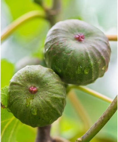 The best fig trees: to grow indoors and out | Homes and Gardens