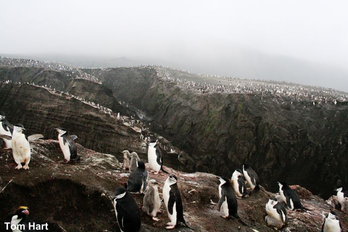 In Photos: The Amazing Penguins of Antarctica | Live Science