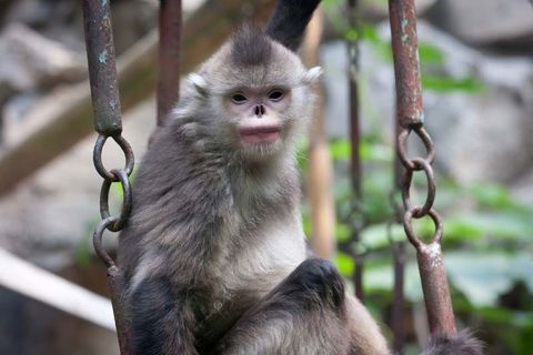 Image Gallery: Sneezin' Snub-Nosed Monkeys | Live Science