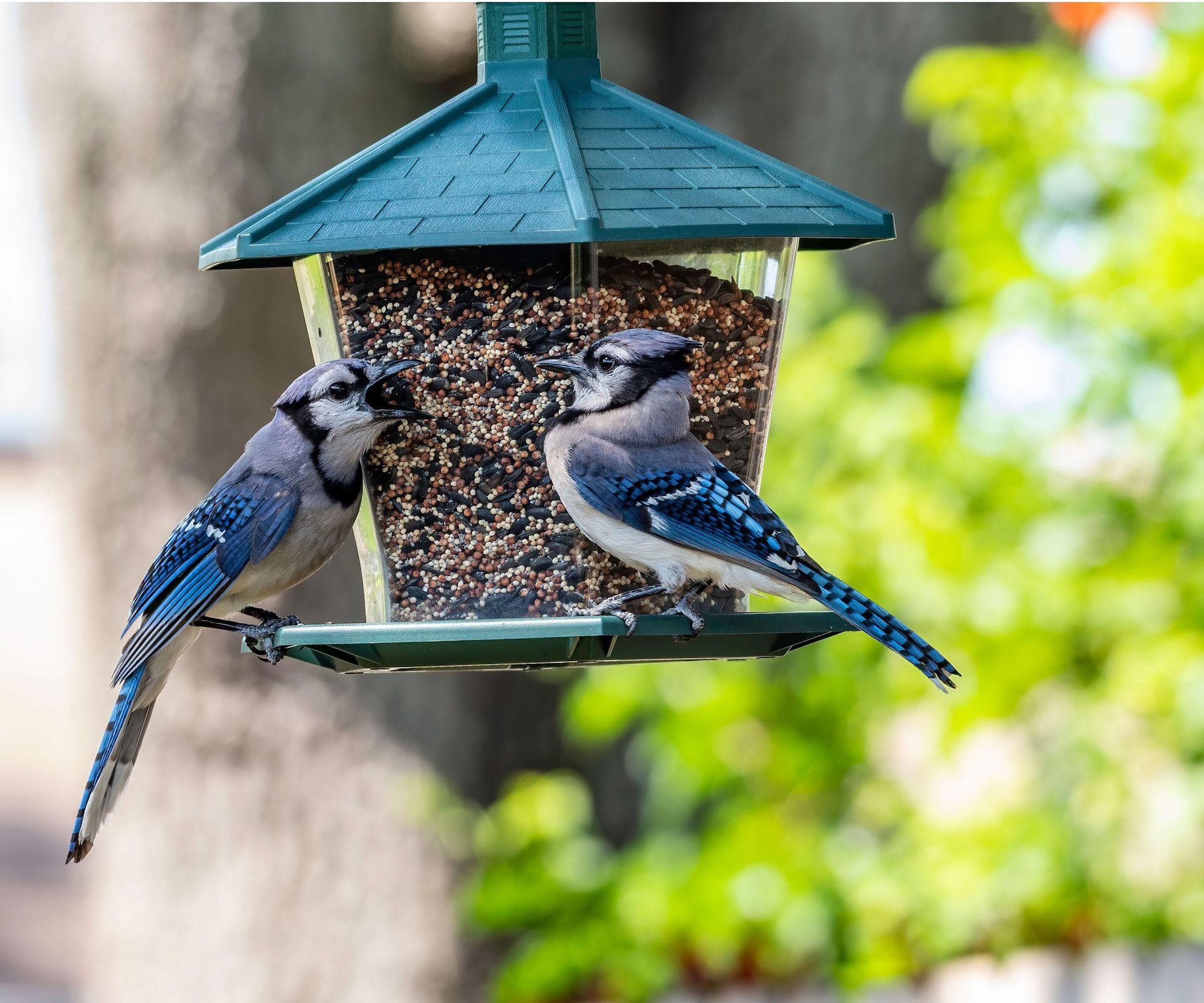 Why you should put pasta in a bird feeder: expert insights | Homes and ...