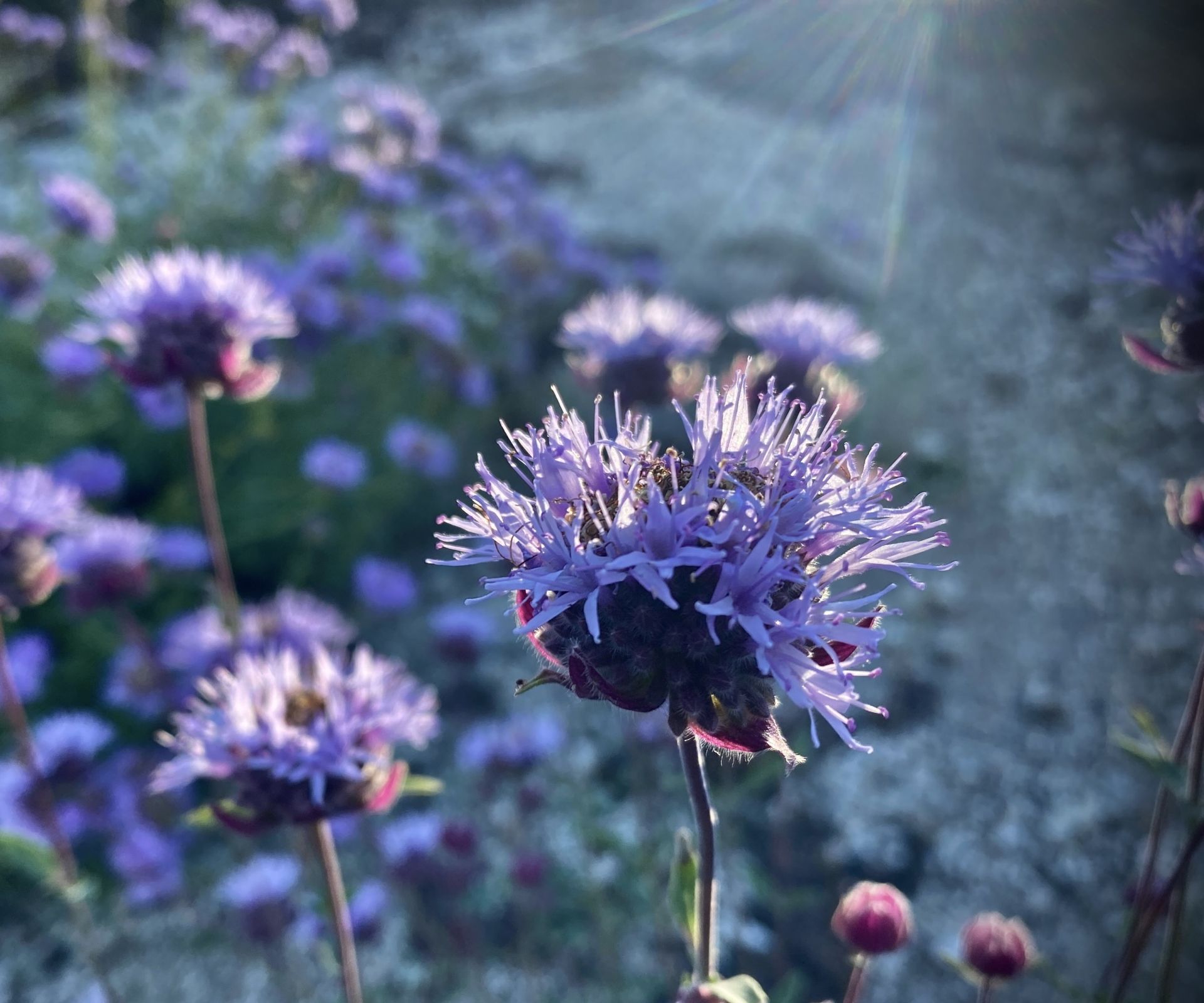 Best desert plants: 6 drought-tolerant shrubs and flowers | Homes and ...