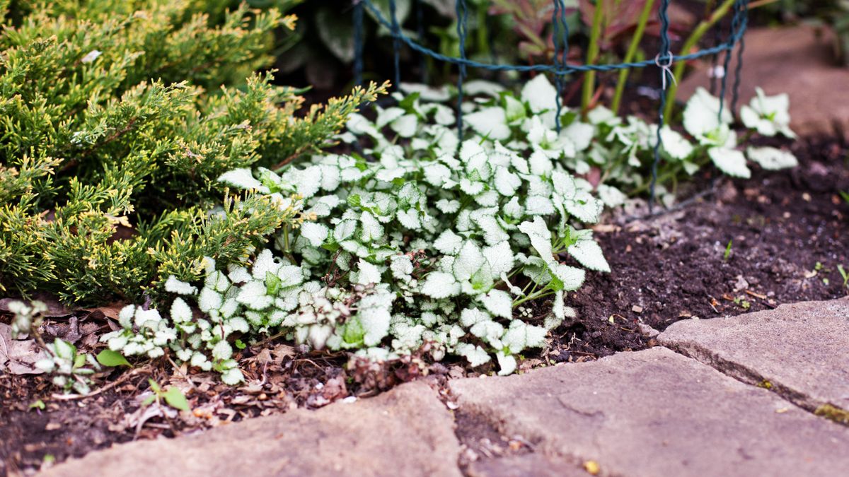 7 uses for ground cover plants | Tom's Guide