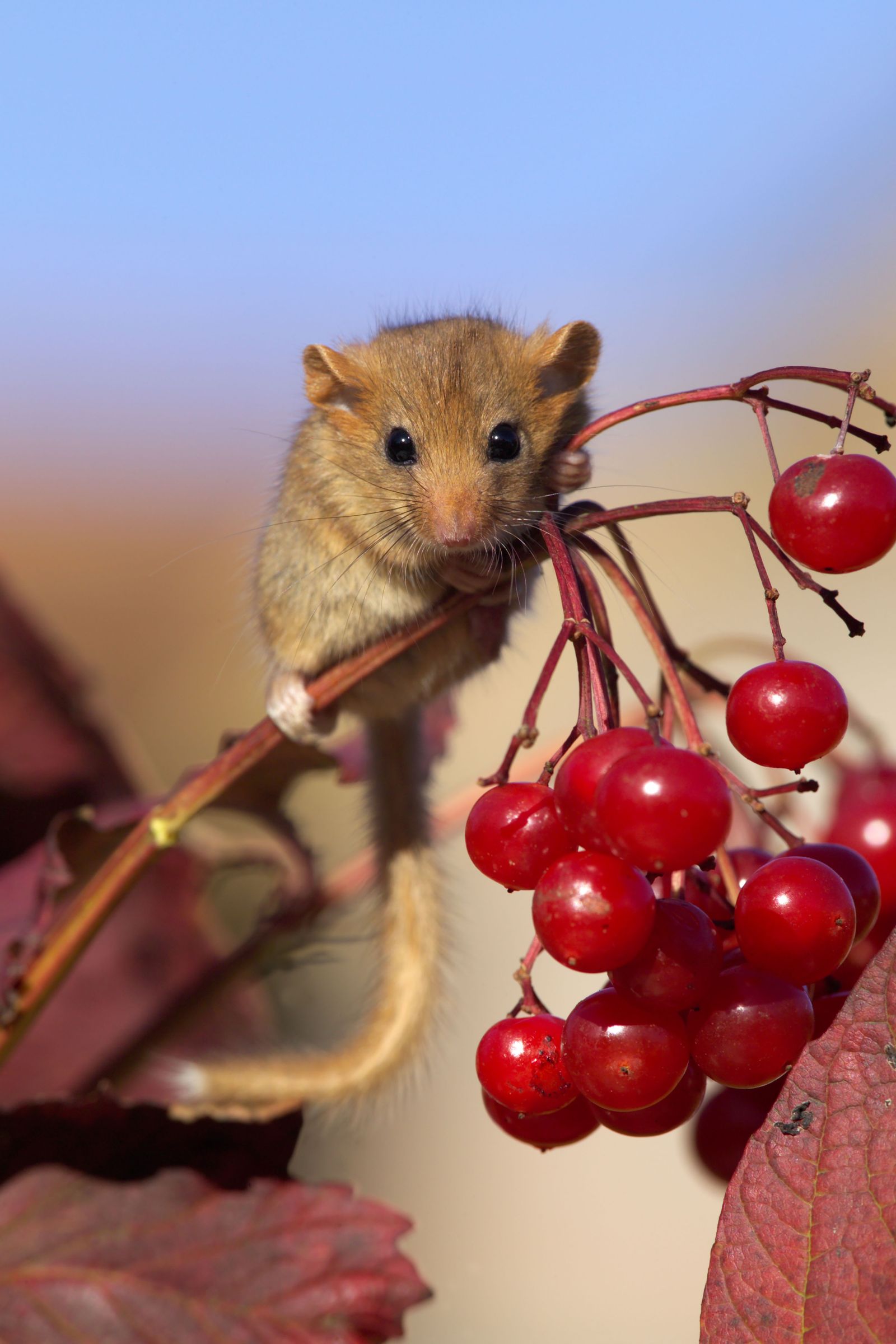 The humble hazel dormouse — 'the flagship species of the health of our ...