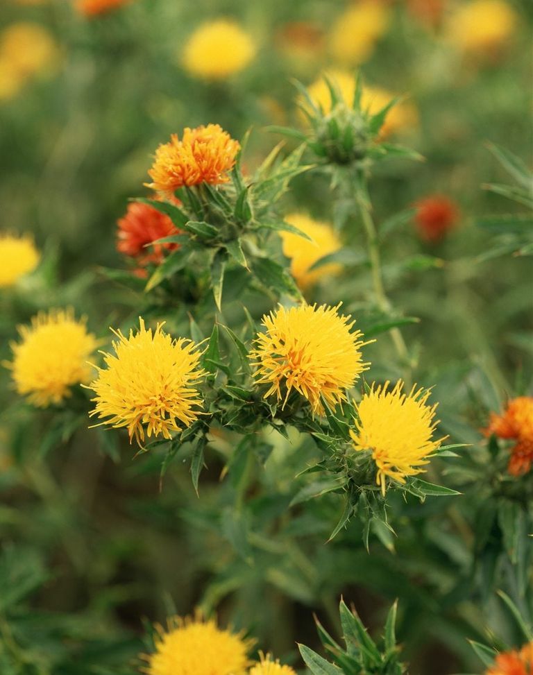 Safflower Care Guide: Learn About Growing Requirements For Safflower ...