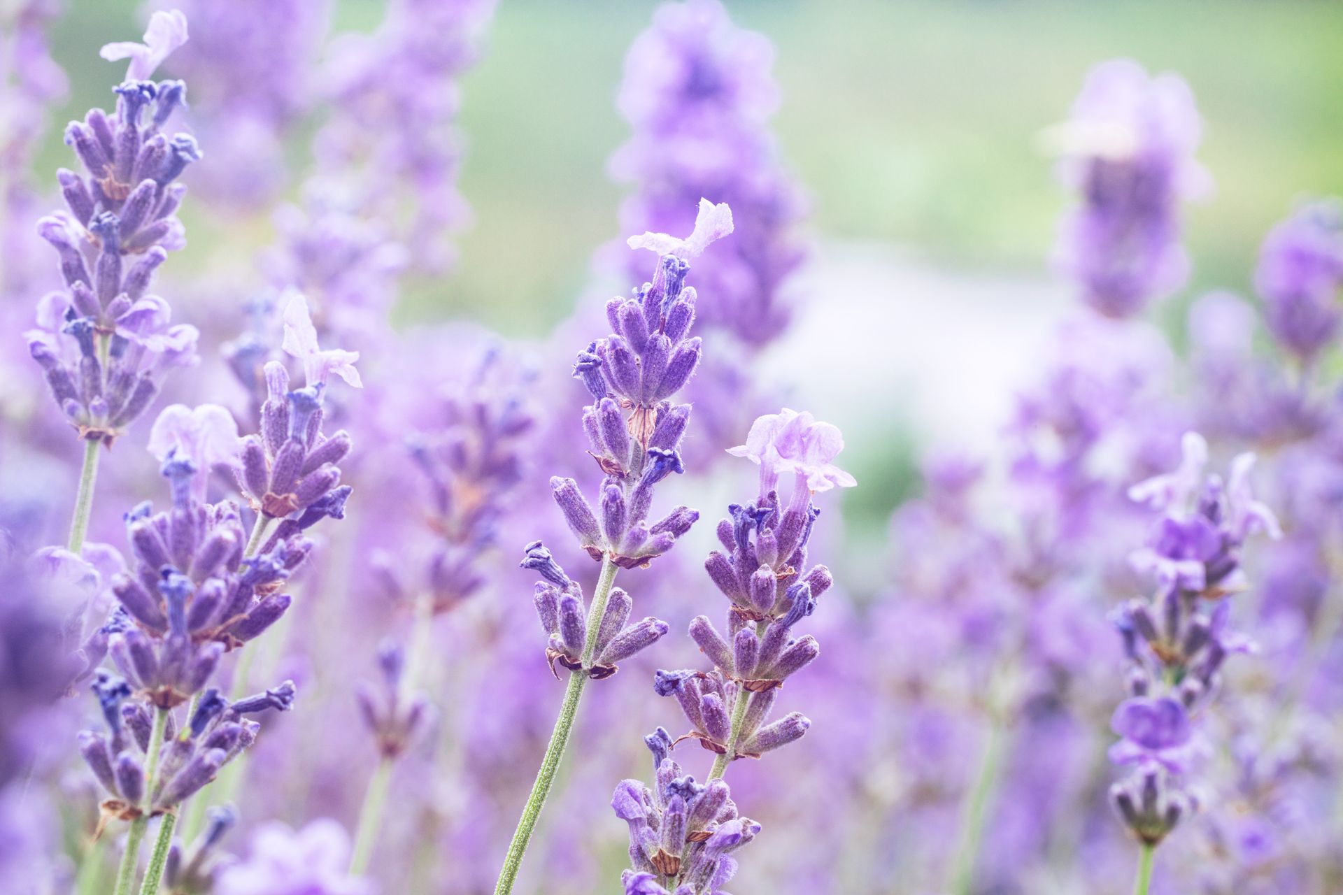 9 Expert-Approved Plants to Propagate in September | Livingetc
